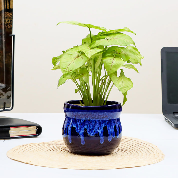 Test 2 – Leave greens