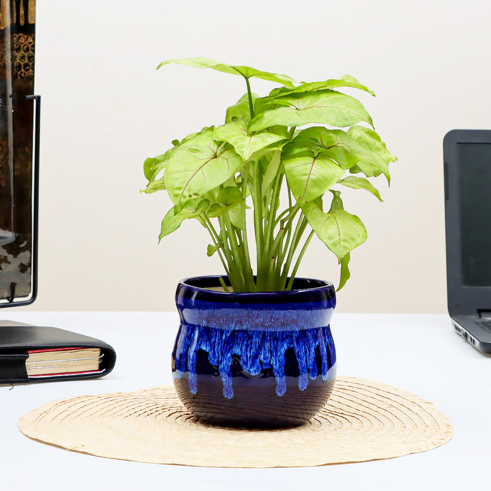 Test 2 – Leave greens