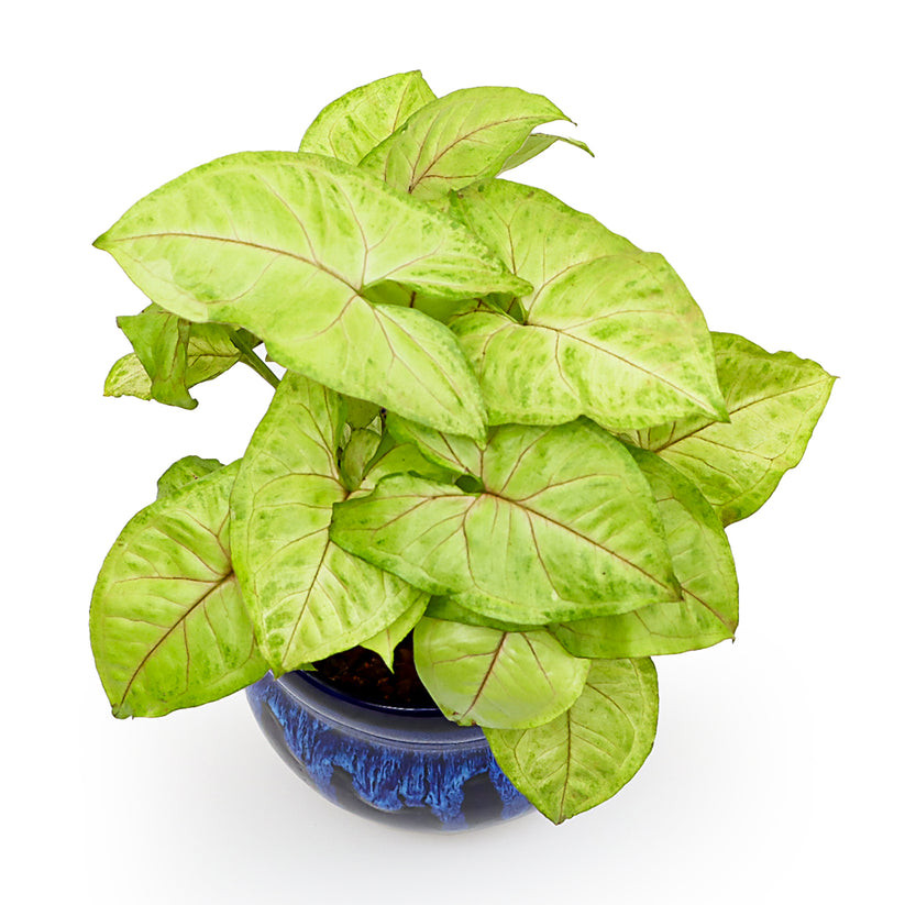 Test 2 – Leave greens